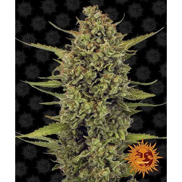 Acapulco Gold Samen | Feminisiert | Hanfsamen