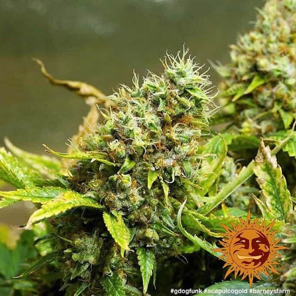Acapulco Gold Samen | Feminisiert | Hanfsamen